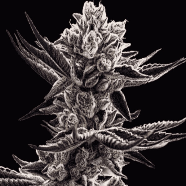 INHOUSE GENETICS - PLATINUM KUSH BREATH